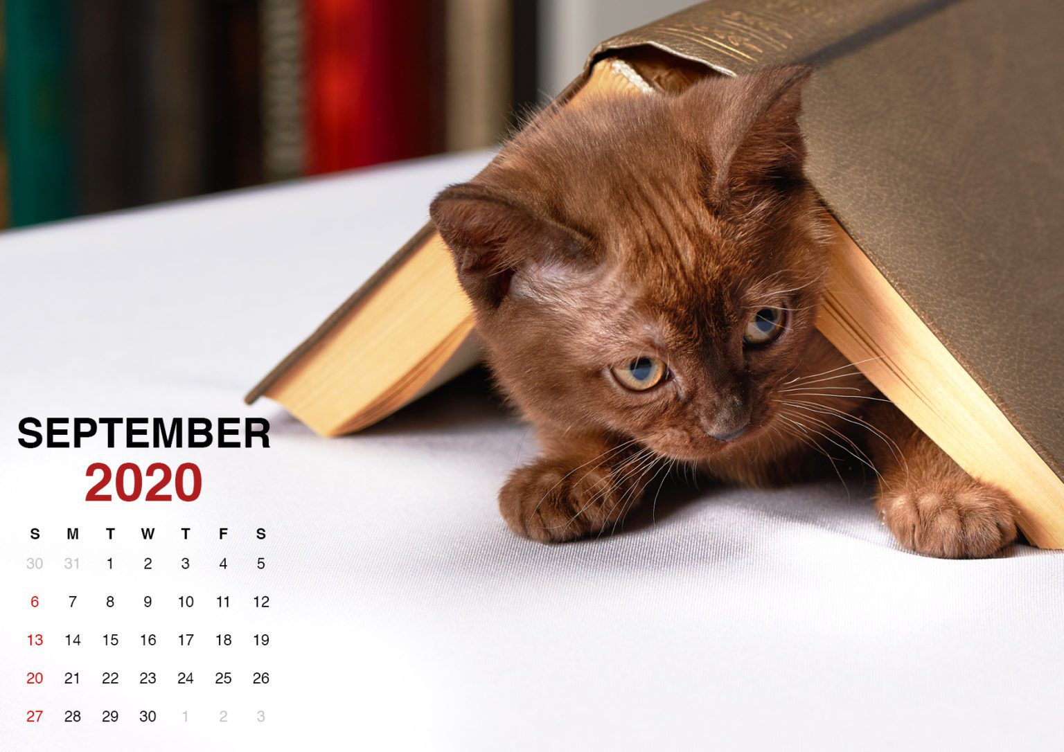 Kittens September 2020 Calendars Wallpapers