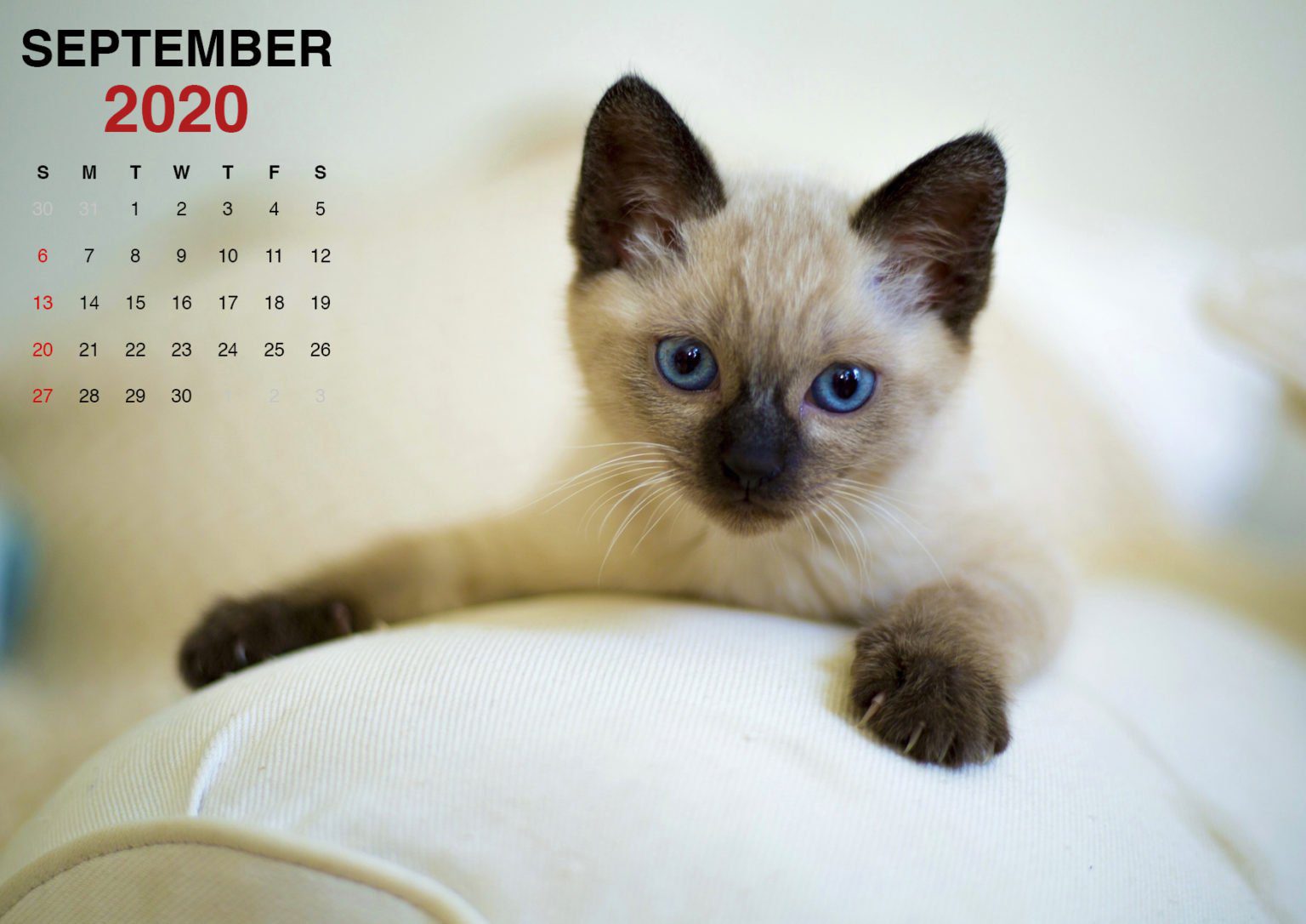Kittens September 2020 Calendars Wallpapers