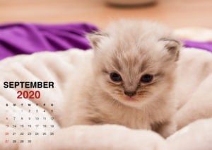 Kittens September 2020 Calendars Wallpapers