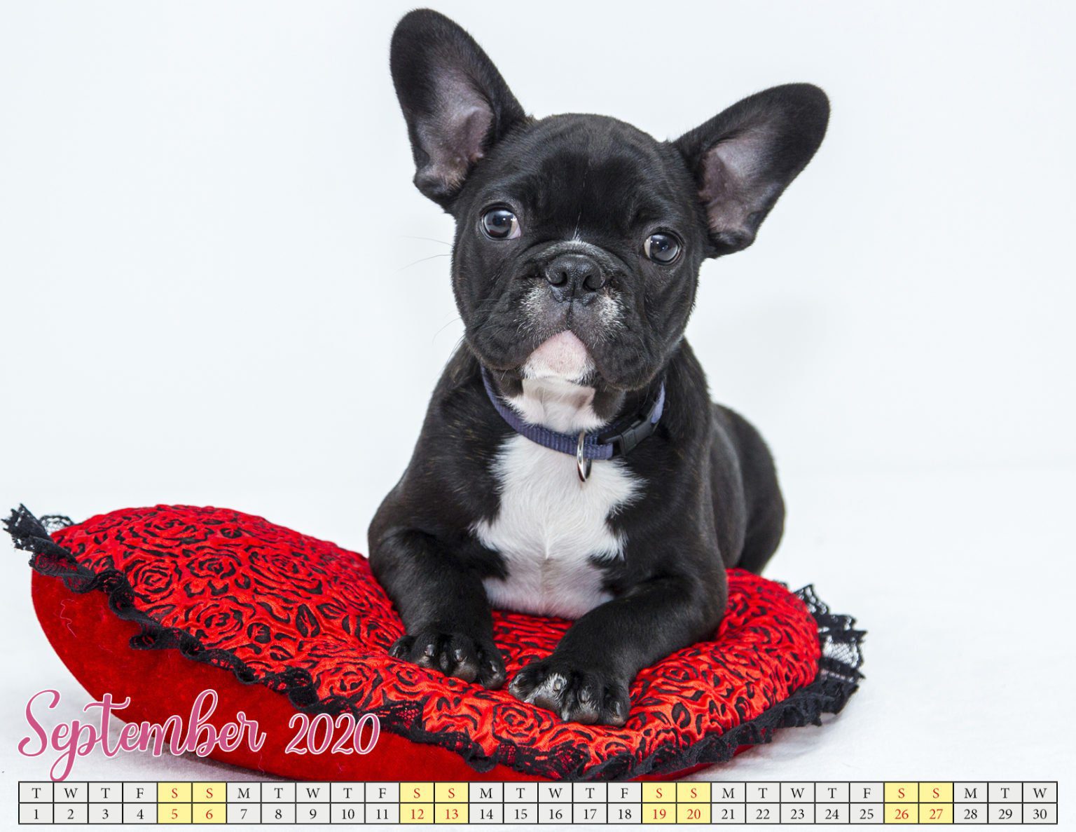 Wallpaper September 2020 Calendars With Cute Puppies