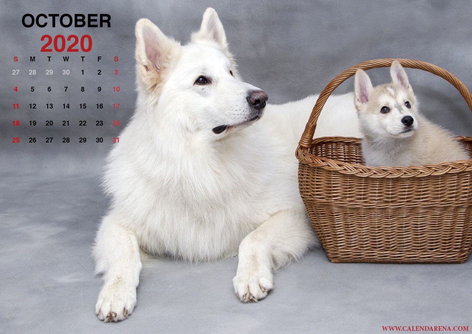 October 2020 Calendar: 5 Beautiful Puppies